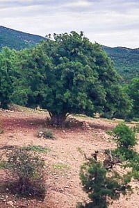 Argan Tree: History Of The Genuine Argania Spinosa